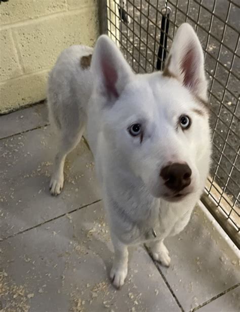 Sky Was Winter Ooh Mm 1088 Maxis Mates Rescue And Rehoming Centre