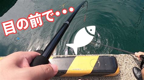 青物が沸く堤防に釣った小アジを泳がせると大物キタッ 山陰釣り新報