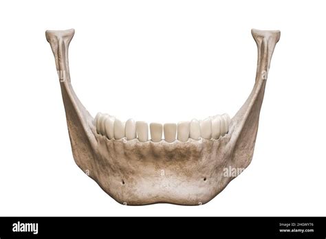 Another View Of Mandible Diagram Quizlet