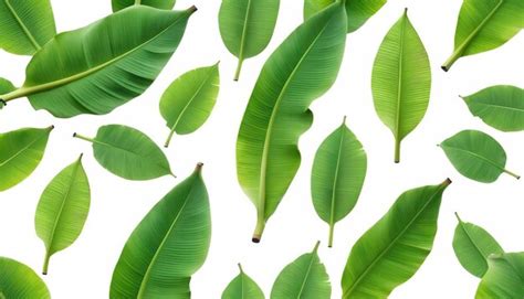 Green Leaves Patternleaf Banana Isolated On White Background Premium