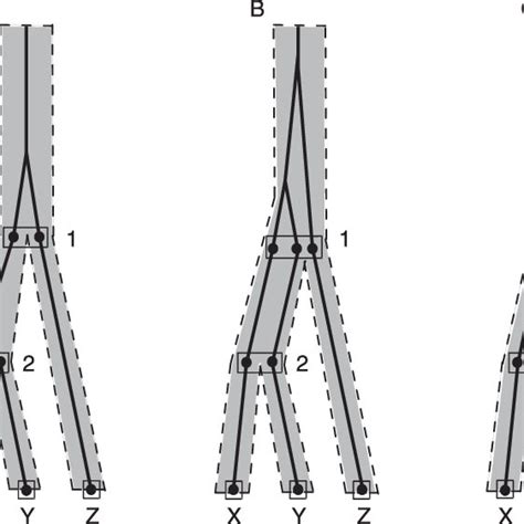 3 The Jukes Cantor Model Jc69 And Kimura 2 Parameter Model K2p α Download Scientific