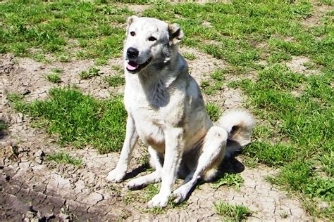 Jespers Blog Vashlovani Protected Areas 8 9 May 2010