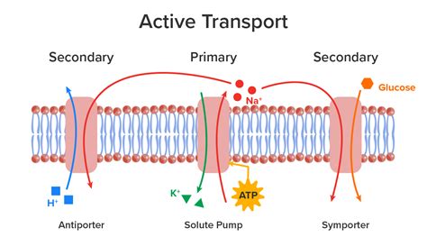 Membrane Transport Tutorial Sophia Learning