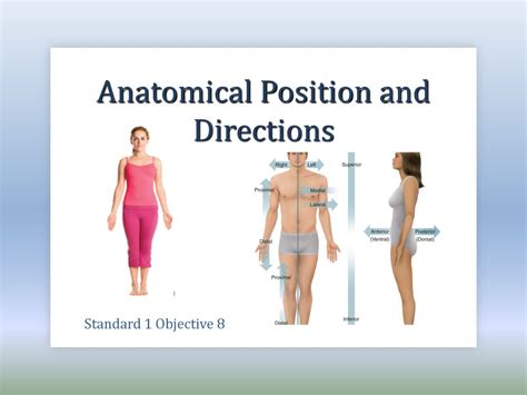 Lateral Anatomical Position
