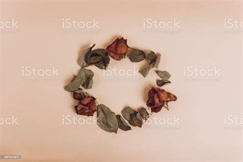 베이지 색 배경에 빨간색 시들게 드라이 레드 로즈와 녹색 잎둥근 프레임 상단 보기 복사 공간 플랫 레이 건조한에 대한 스톡 사진