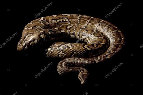 Angolan Python Stock Photo Fivespots 25859391