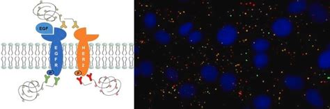 Duolink Pla Multicolor Reagent Pack Sigma