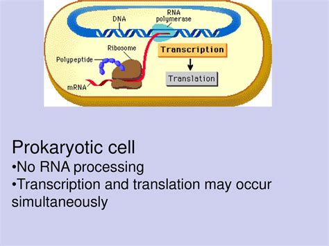 Nucleic Acids Large Polymers Made Of Linked Nucleotides Types Ppt Download