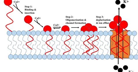 Internal Medicine Pharmacotherapy How It Works Series Daptomycin