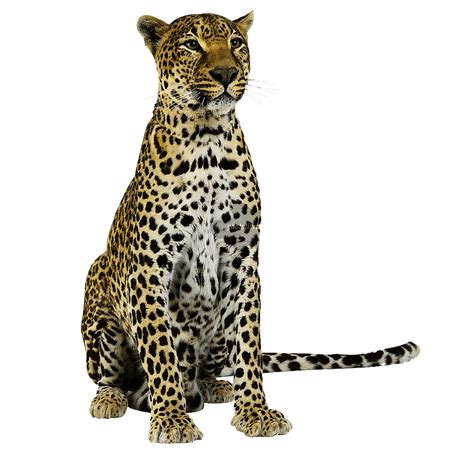 Leopard PNG Images Transparent HD Photo Clipart Leopard Pictures