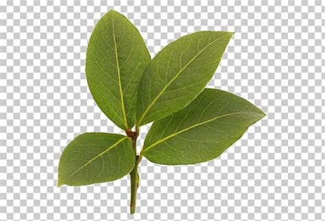 West Indies Bay Leaf Pimenta Racemosa Oil Bay Rum Png Clipart