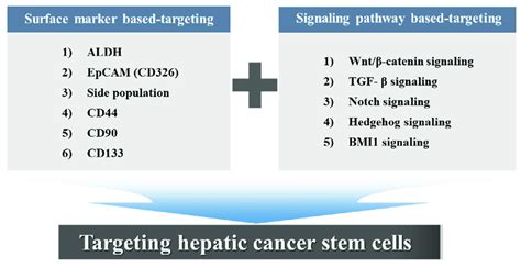 Schematic Diagram Summarizing The Potential Roles Of Stem Cell Related