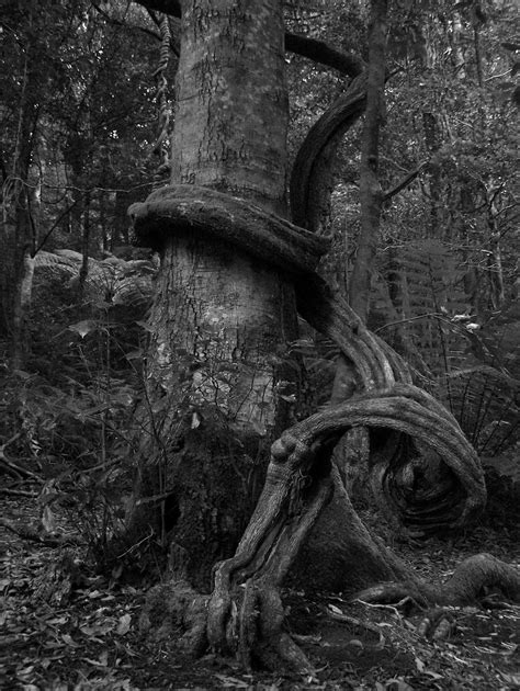 Babe Australia Vine And Tree Blue Mountains