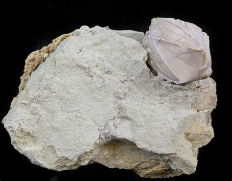 Blastoid Pentremites Fossil Illinois For Sale 45027