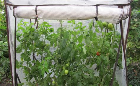 Tomaten Standort so wählt man stets den Richtigen 2025 Gartenzeile de