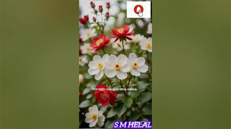 রমজান চলে আসলো সবই একদিন যাবে আবার চলে আসবে Youtube