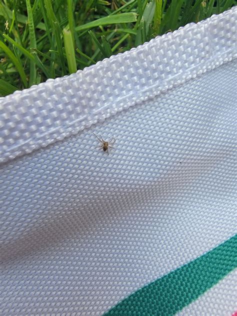 Northern Nj Tiny Spider Rwhatisthisbug