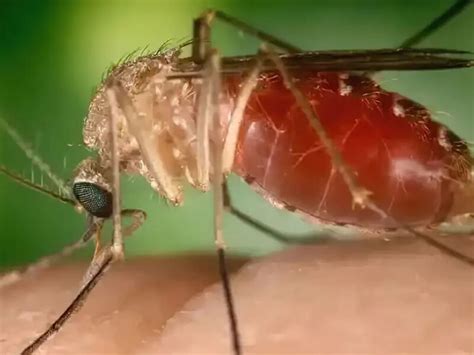 Brasil já registrou quase 3 mil casos de febre do Oropouche em 2025