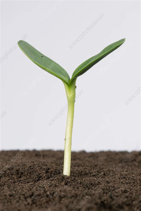 Sunflower Seed Germinating Of Stock Image C Science Photo Library