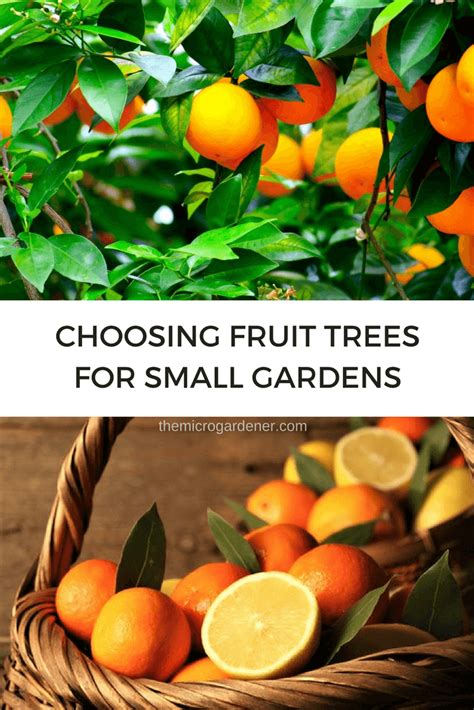 Choosing Fruit Trees For Small Gardens The Micro Gardener Fruit