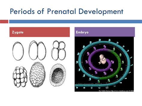 Ppt Biological Foundations Heredity Prenatal Development And Birth
