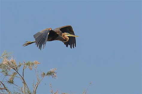 Parc National des Oiseaux du Djoudj Stages photo animalière au Sénégal