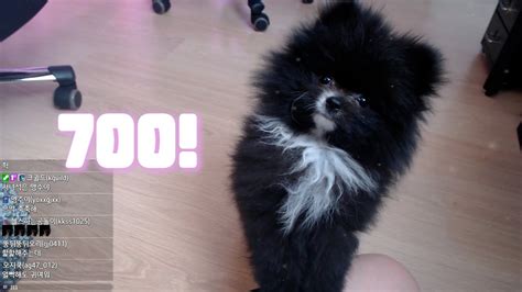우리집 곰탱이 Youtube