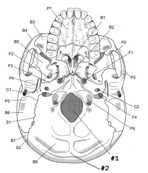 Axial Skeleton Labeling Worksheet Solved Unit 9 The Axial S