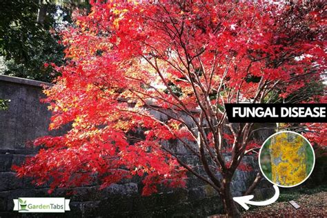 Why Is My Japanese Maple Dying And How To Save It