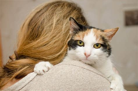 Holding Cat Katzenworld