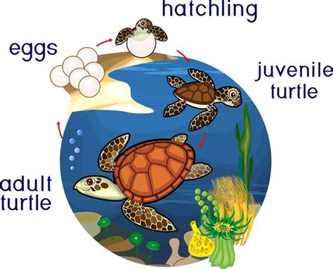 Ciclo De Vida De La Tortuga Marina Secuencia De Etapas De Desarrollo
