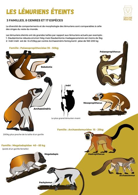 Madagascar Lemurs Portal On Linkedin Extinct Lemurs Since The Arrival