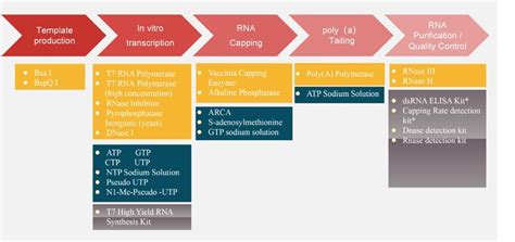 Pyrophosphatase Inorganic Yeast Axis Shield Density Gradient Media