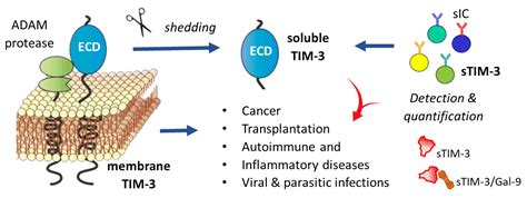 New Publication The Soluble Form Of The Tim 3 Immune Checkpoint As A
