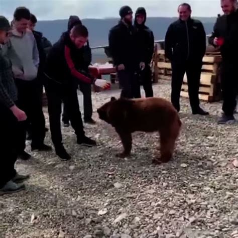 ხაბიბ ნურმაგომედოვს სასტიკად აკრიტიკებენ დაღესტანელი მებრძოლი კვლავ დათვის ბელს შეეჭიდა Youtube