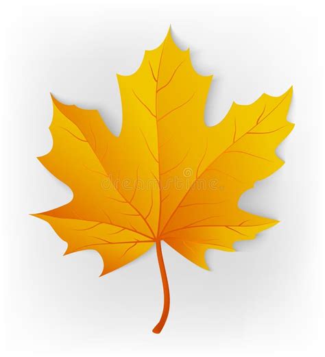 Autumn Leaf Leaf Isolated On A White Background Autumn Maple Leaf