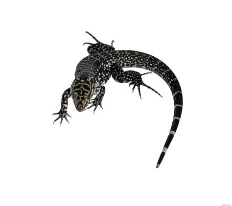 Обои Животные Ящерицы игуаны вараны обои для рабочего стола фотографии животные Ящерицы