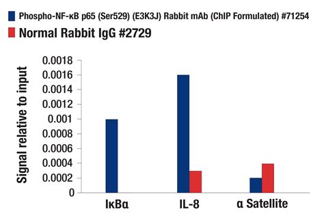 Phospho Nf κb P65 Ser529 E3k3j Rabbit Mab Chip Formulated Cell