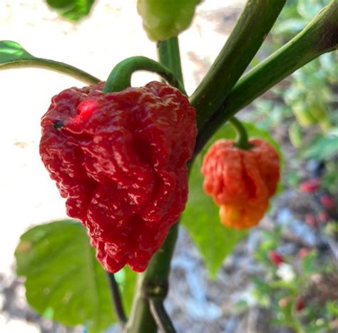Genghis Khan Brain Pepper Seeds Tyler Farms