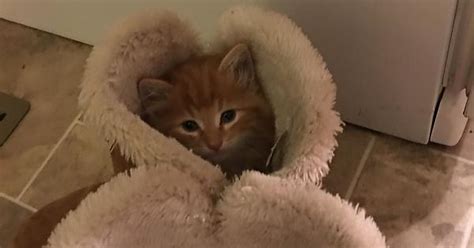 Puss In Boots Album On Imgur