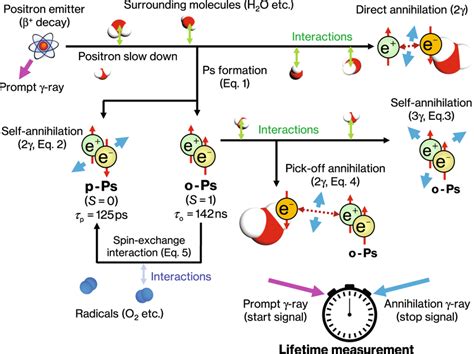 An Overview Of The Life History Of Positrons From Emission To Download Scientific Diagram