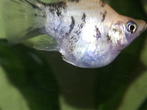 Urgente Mi Molly Embarazada Pls Ayuda Foro PortalPez De Acuarios