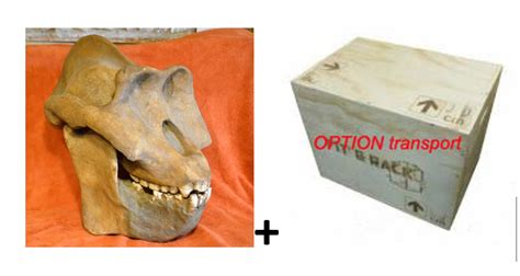 Skull Of Gigantopithecus Blacki Exact Replica In Polyester Etsy
