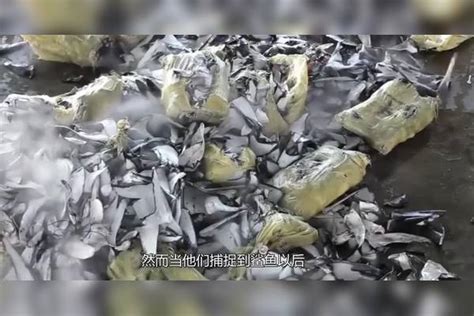 被人们割掉鱼翅的鲨鱼，放回海里能活多久，镜头记录全过程！海里鲨鱼人们
