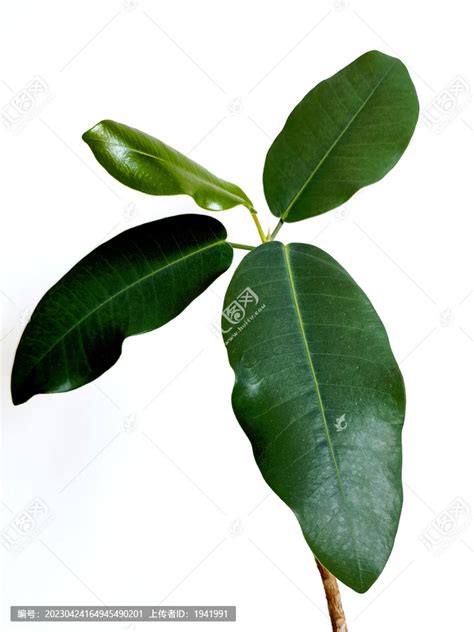 大叶榕枝叶图片素材下载 植物花草素材下的树木图片素材 汇图网