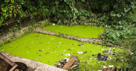 Koi Fish Sex Identification How To Tell If Your Koi Are Male Or Female Backyard Pond Ideas