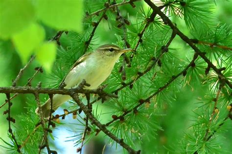 緑色の鳥たち 鳥を見るtorimi82のブログ