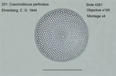 Oamaru Diatoms 251 Coscinodiscus Performatus