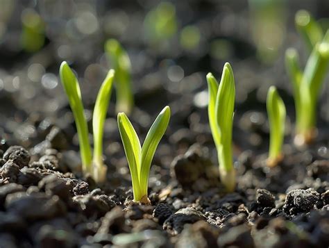 Premium Photo Natures Precious Spring Buds