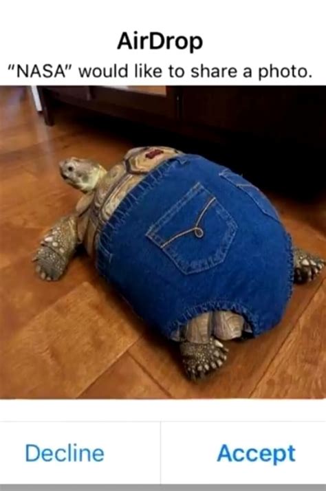 Turtle Meme By Ricky Rat Memedroid